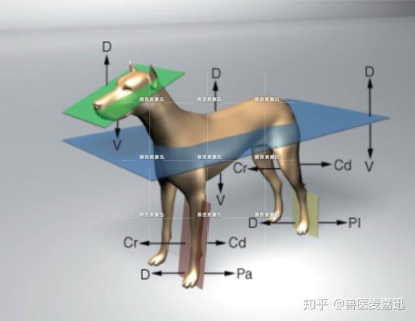 CT基础篇—方位术语与扫描平面 - 知乎