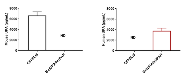 uPA/uPAR，纤溶系统的关键角色——在疾病治疗中的潜力 - 知乎