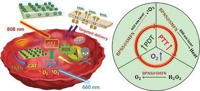 【Adv.Healthcare Mater】PTT-PDT 自协同肿瘤光疗的温度依赖性CAT样RGD-BPNS@SMFN纳米平台 - 知乎