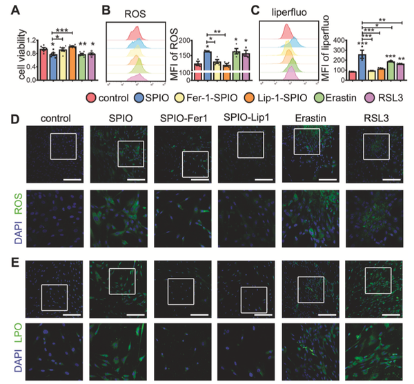 CDD丨铁死亡 MSCs 通过促进巨噬细胞胞吐作用保护小鼠免受脓毒症 - 知乎