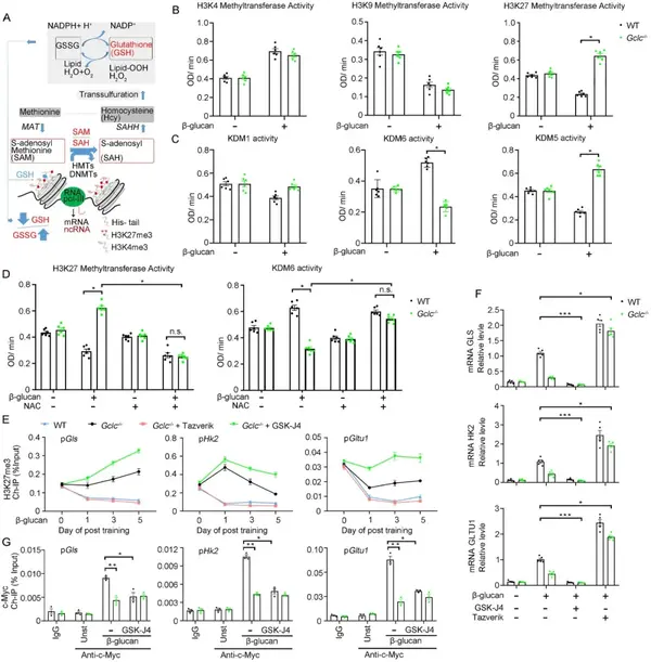 Redox Biol|徐颖团队揭示GSH合成启动单核细胞代谢和表观遗传的作用机制 - 知乎