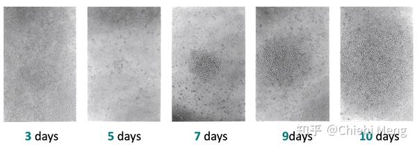 手把手教你制作单克隆抗体（实验室制备抗体） - 知乎