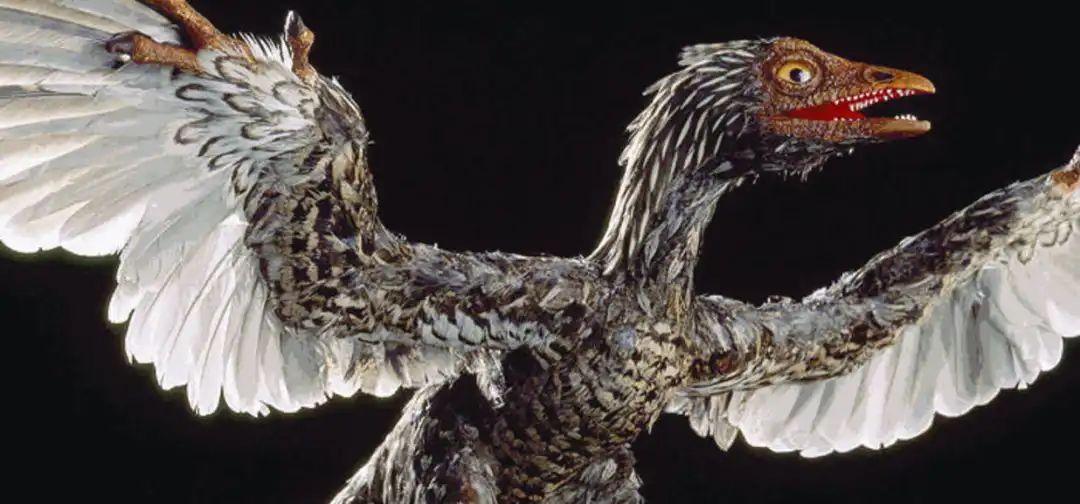 远古探索｜原来你是最会飞的恐龙 - 知乎