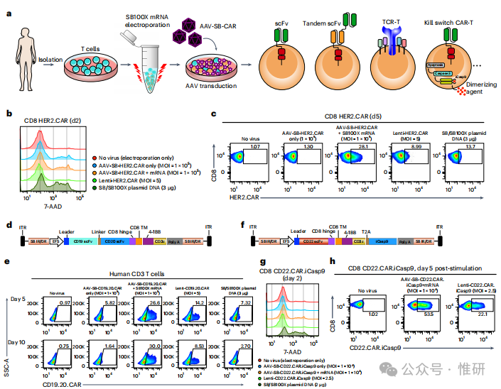 Nature|AAV介导的 “睡美人”转座子和 mRNA 编码转座酶的传递，用于治疗性免疫细胞工程的文献分析 - 知乎