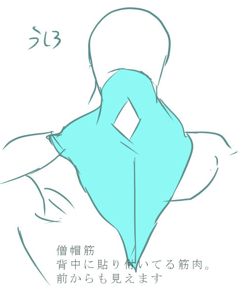 漫画人体颈椎脖子怎么画？教你绘制不同朝向的颈椎脖子画法！ 知乎