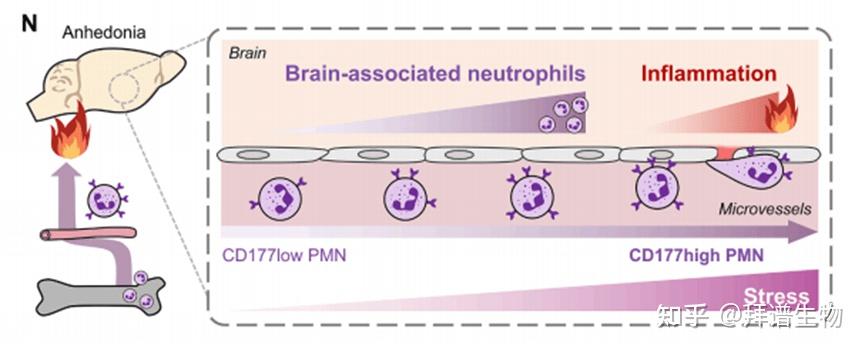 项目文章 Brain Behav Immun（IF:8.8） |转录组学揭示CD177在精神应激相关疾病中的重要作用 - 知乎