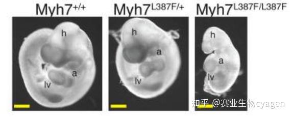 【每周一鼠】引起肥厚性心肌病的主要致病基因——Myh7基因编辑小鼠 - 知乎