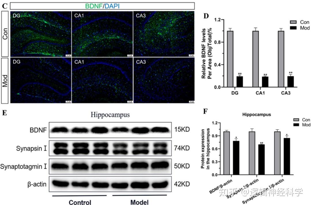 Mol Neurobiol︱安徽医科大学葛金芳团队揭示Bmal1在2型糖尿病糖脂代谢紊乱和神经精神损伤中的作用 - 知乎