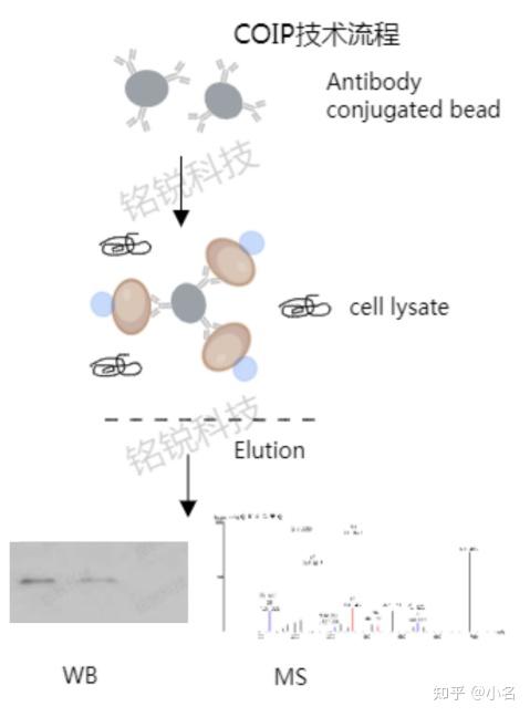 COIP实验方法分享 - 知乎