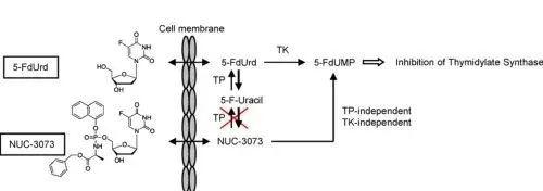 ProTide：前药技术该何去何从？ - 知乎