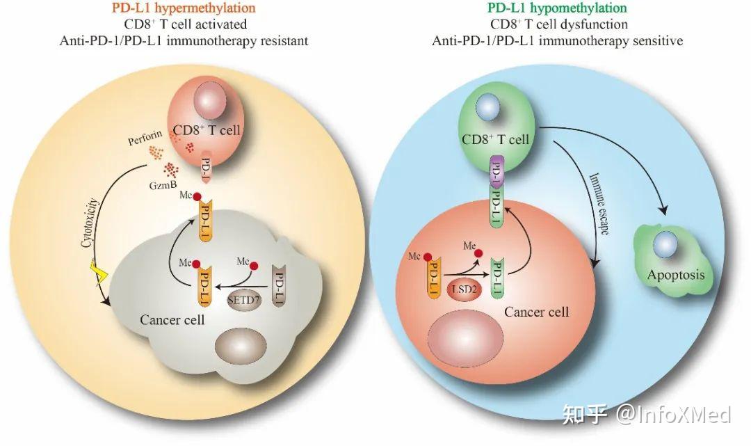 Sci Adv丨发现抗PD-1/PD-L1免疫治疗耐受新机制 - 知乎