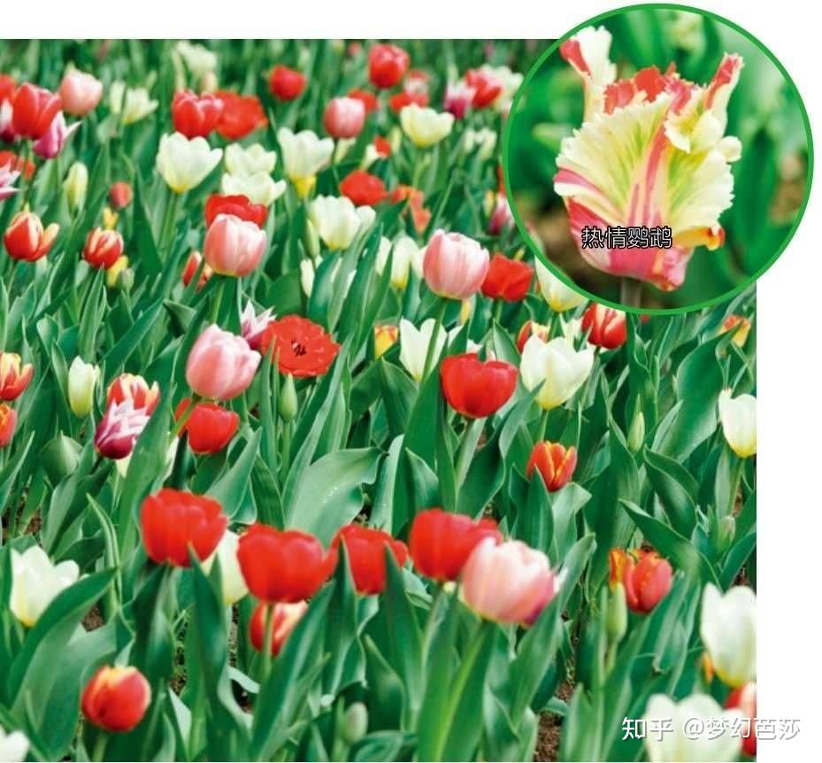 荷兰国花卉郁金香 Tulipa gesneriana - 知乎