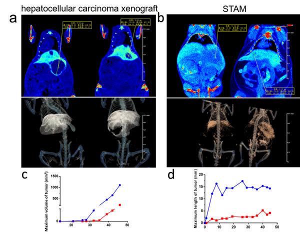 药效纵向研究新利器？Micro-CT影像技术在药物临床前小鼠药效模型上的应用 - 知乎