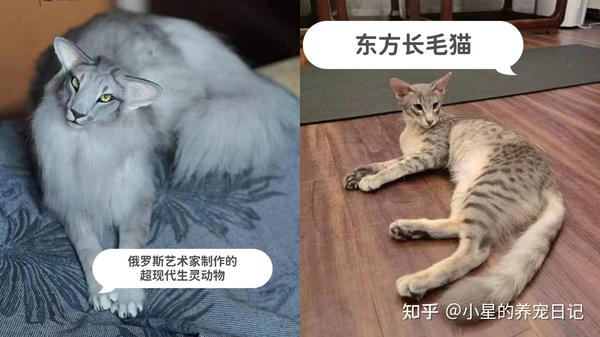 山海经神兽VS东方长毛猫 - 知乎