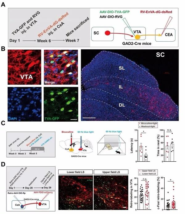 【客户文章】《Neuron》发现腹侧被盖区的GABA能神经元相关的神经环路介导基于视觉的本能防御反应 - 知乎