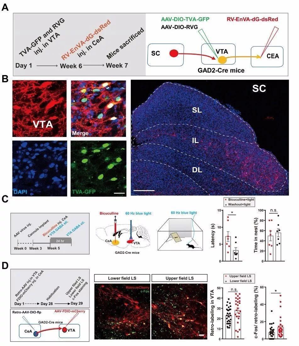 【客户文章】《Neuron》发现腹侧被盖区的GABA能神经元相关的神经环路介导基于视觉的本能防御反应 - 知乎