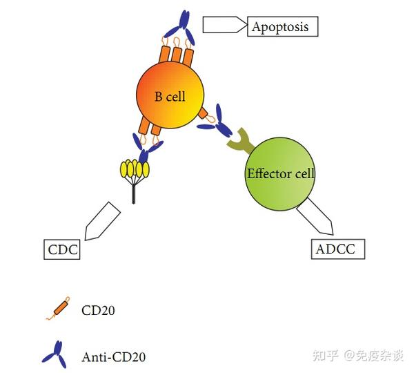 B 细胞清除疗法在自身免疫性疾病的进展和机制见解 - 知乎