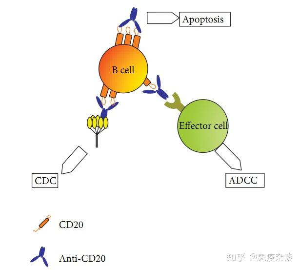 B 细胞清除疗法在自身免疫性疾病的进展和机制见解 - 知乎