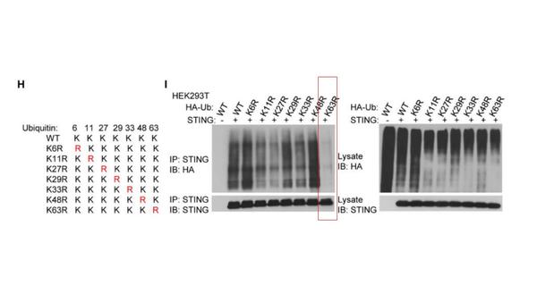 蛋白被E3ligase泛素化可以做哪些实验 - 知乎
