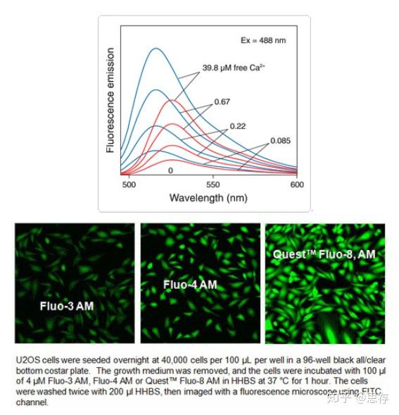 神奇的钙离子荧光探针 - 知乎