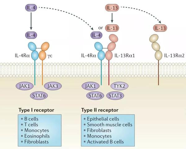 IL-4R度普利尤单抗：全球销售达60亿美元！儿童湿疹适应症国内获准 - 知乎