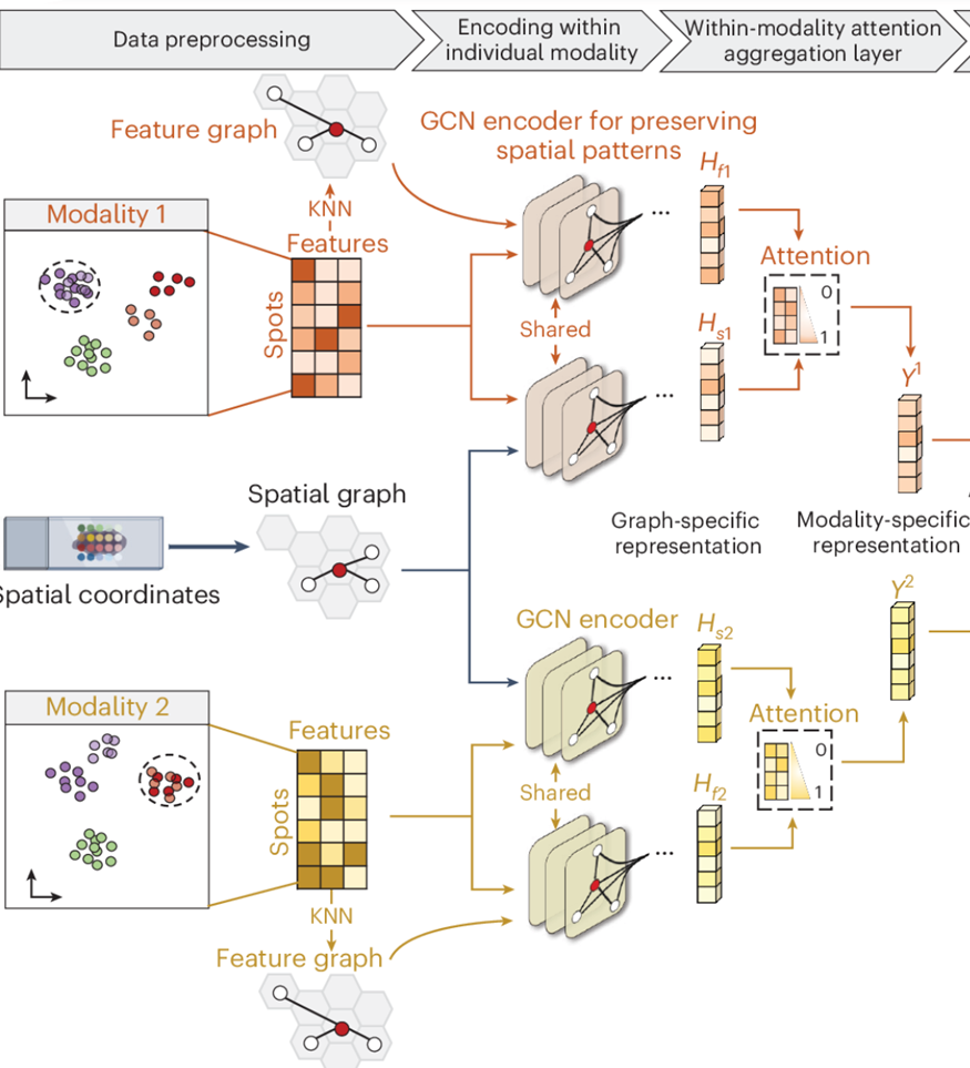 分享一个空间多组学整合算法SpatialGlue - 知乎