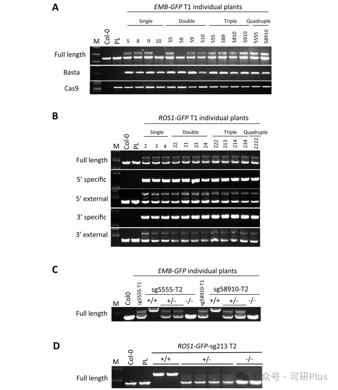 用的sgRNA越多，基因敲入效率就越高？丨分子植物科学卓越创新中心Daisuke Miki团队解析DSB频率与基因敲入效率的关系 - 知乎