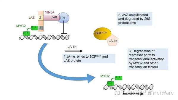 激素专题 | 茉莉酸的合成、信号转导、功能及空间代谢 - 知乎