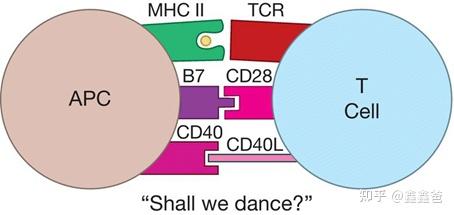免疫系统是如何工作的——第五讲 T细胞的激活 - 知乎