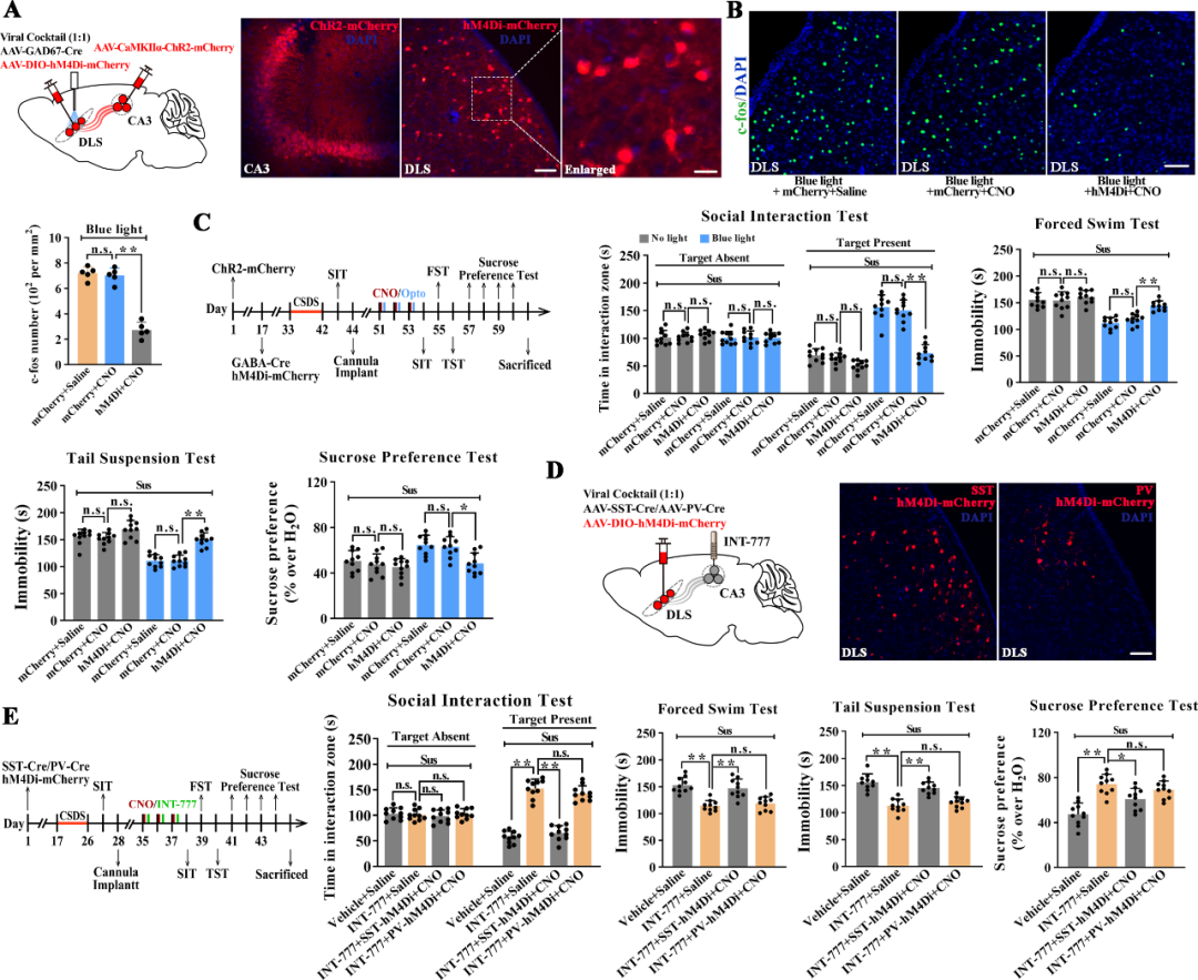 IF = 12.095【客户文章】Biol Psychiatry：拯救不开心，告别抑郁症！ 抗抑郁的潜在新靶标——海马CA3 TGR5蛋白 - 知乎