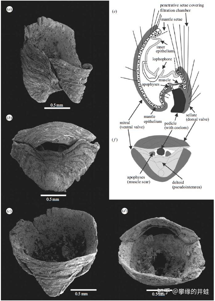 【地球演义】寒武纪的余烬：腕足动物篇 - 知乎