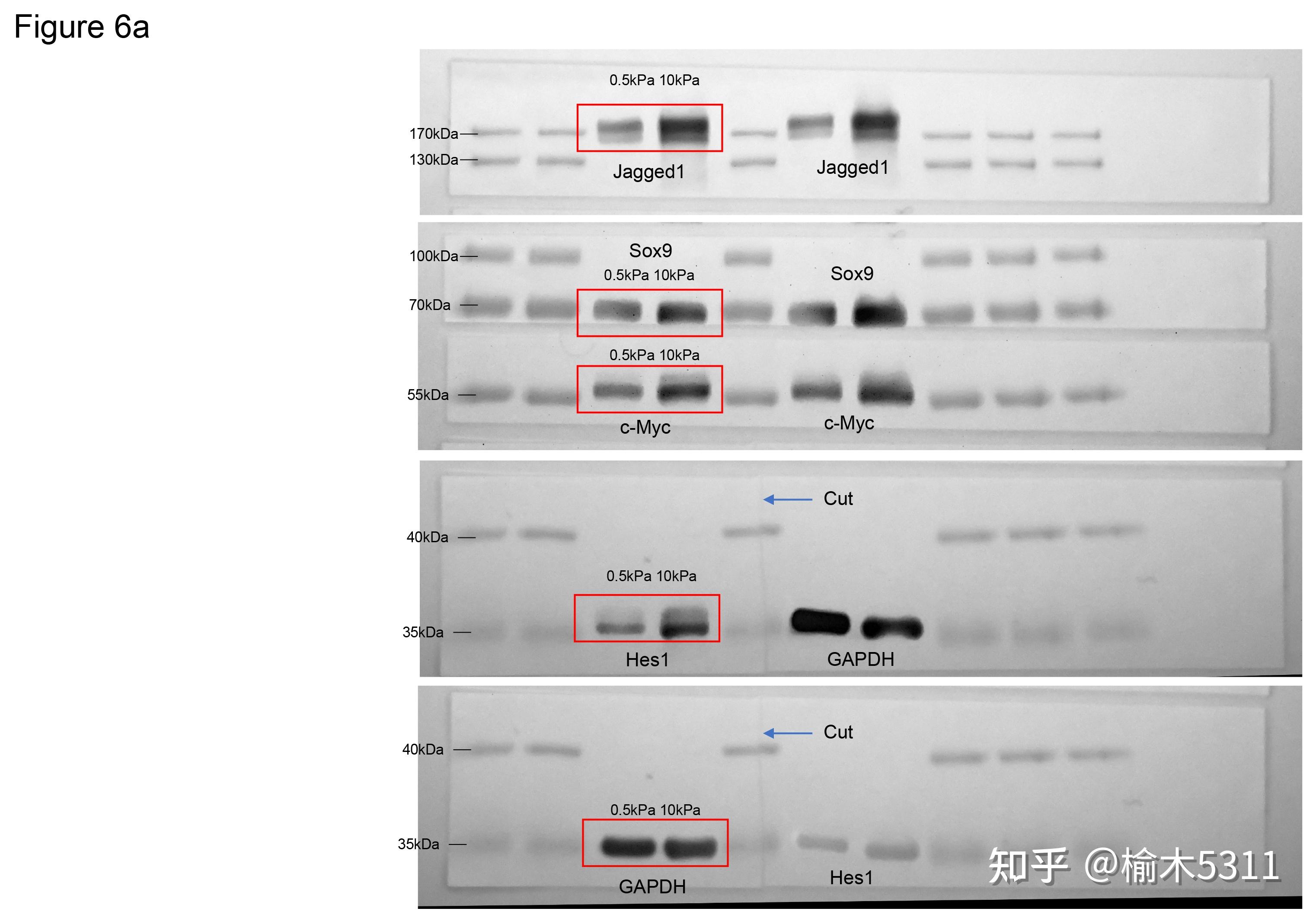 Western blot，真的要求整膜带marker吗？ - 知乎