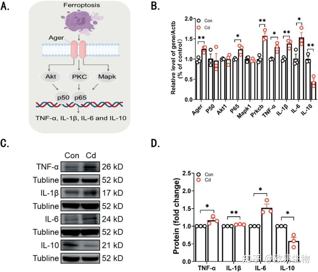 转录组测序技术探究镉暴露诱导胰腺 β 铁死亡和免疫反应分子机制 - 知乎