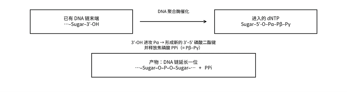 脱氧核苷酸（dNMP/dNDP/dNTP）全景指南：结构机理、关键指标与阿拉丁选型导航（表1–表3） - 知乎