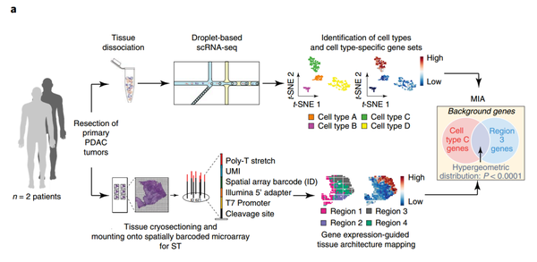 Nature喊你看过来——空间转录组与单细胞转录组联合分析 - 知乎