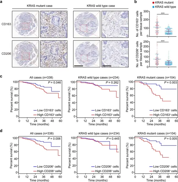 Signal Transduct Target Ther（IF：18.2）|RayBio助力探索结直肠癌精准治疗新靶点 - 知乎