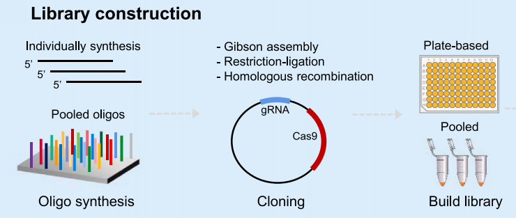 CRISPR screen——极具潜力的高通量筛选技术 - 知乎