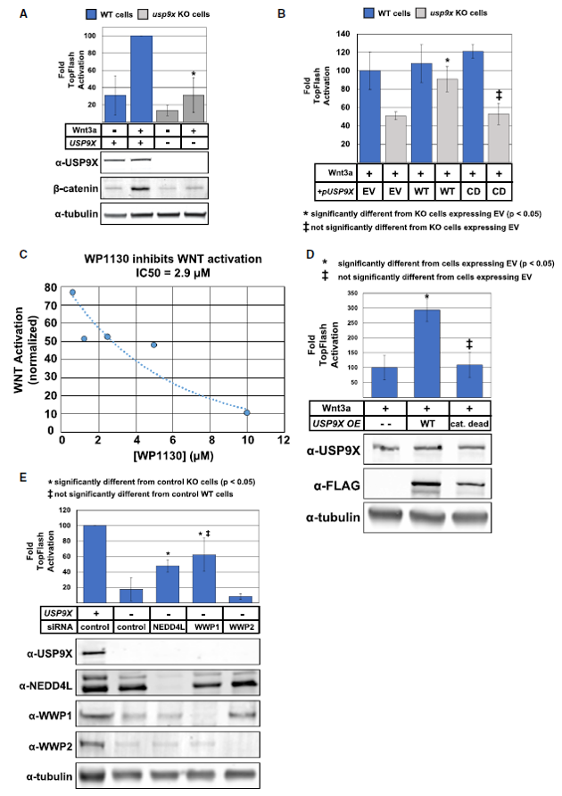 USP9X使DVL2去泛素化，以调节WNT途径的规范 - 知乎
