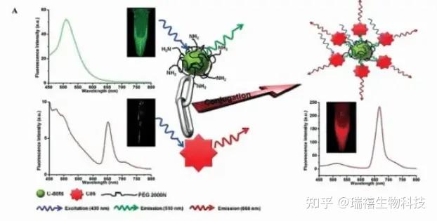 Ce6共价修饰树枝状聚合物PAMAM/SH-PEG-NH2-Ce6 巯基-聚乙二醇氨基-光敏剂Ce6 - 知乎