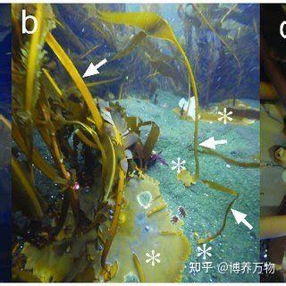 海带目Laminariales:壮丽巨藻，海中森林的创建者 - 知乎