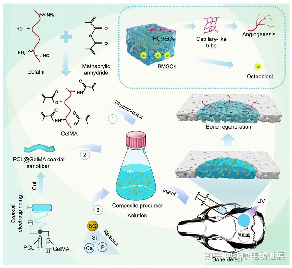 青岛大学吴桐教授等人：PCL@GelMA纳米纤维和生物活性玻璃增强的 GelMA 水凝胶，有效促进骨再生 - 知乎
