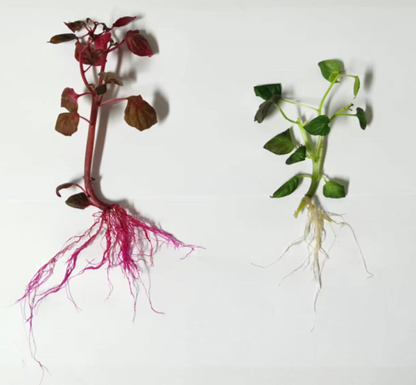 RUBY报告系统 | 一种新的可直接通过肉眼观察植物组织累积红色甜菜碱的报告系统 - 知乎