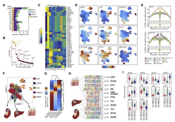 文献解读|Molecular cell （IF=19.328）单细胞多组学解析人类肿瘤浸润T淋巴细胞增强子图谱 - 知乎