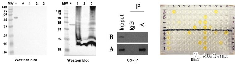干货—Biacore分子间相互作用在科研中的应用最全汇总 - 知乎