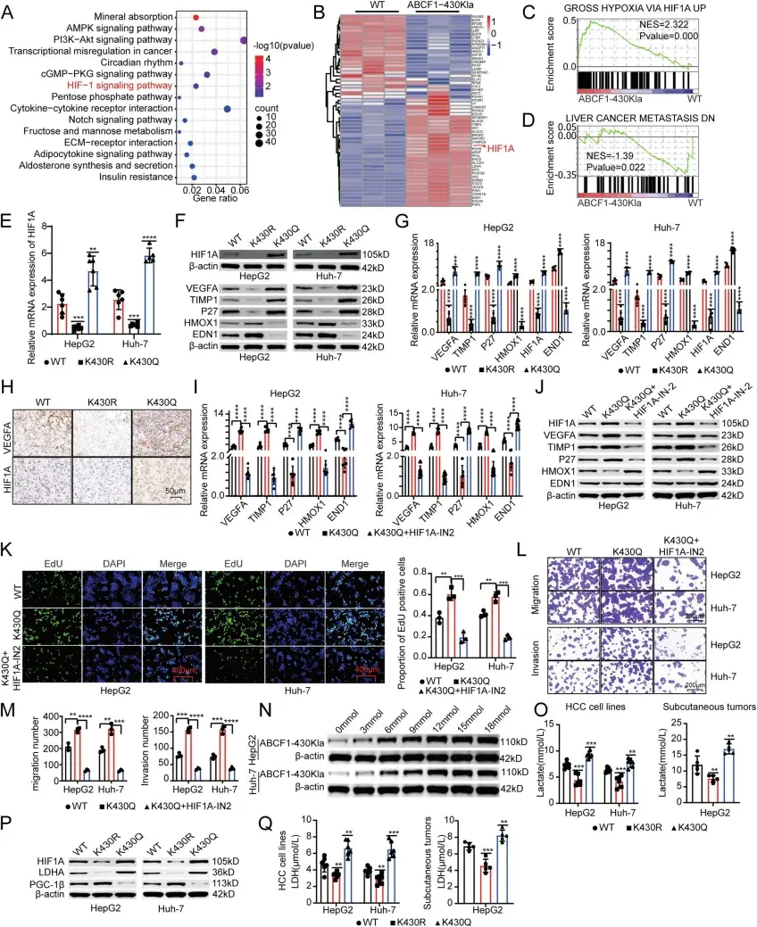 Cell Death Differ | 非组蛋白乳酰化通过转录激活调控肝细胞癌进展机制 - 知乎