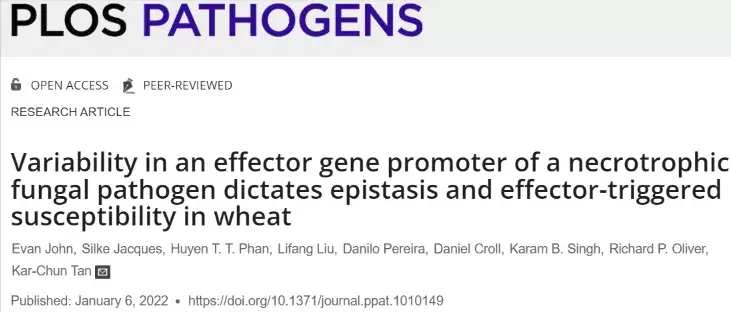 PLOS PATHOGENS | 研究揭示小麦死体营养型病原真菌效应蛋白触发宿主易感性的机制！ - 知乎