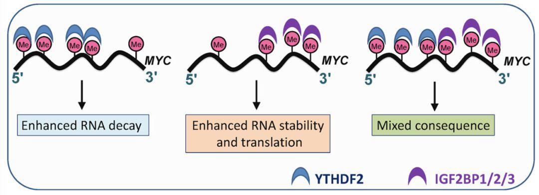表观研究领军人陈建军最新综述：m6A，癌症治疗新方向？ - 知乎
