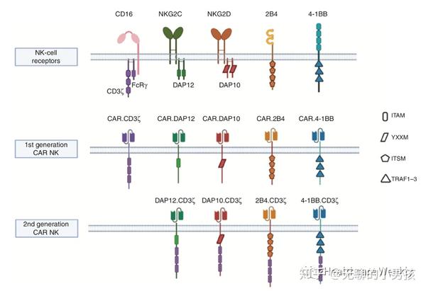 CAR-NK概况及与CAR-T对比研究 - 知乎