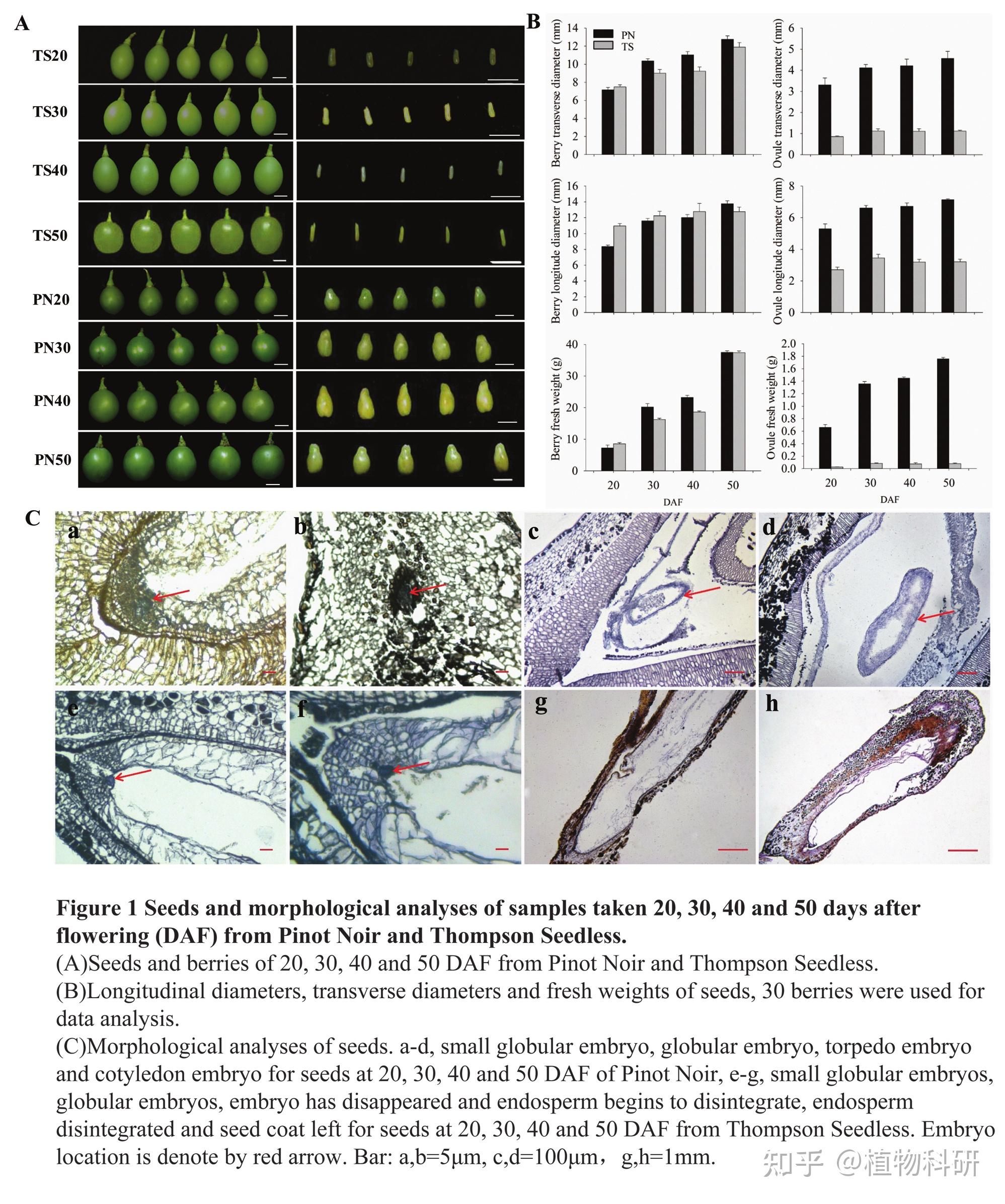 PBJ|西北农林科技大学徐炎研究团队利用Y1H、CHIP等技术揭示了汤普森（葡萄）无核种子败育过程中vHDZ28正向调控水杨酸生物合成 - 知乎
