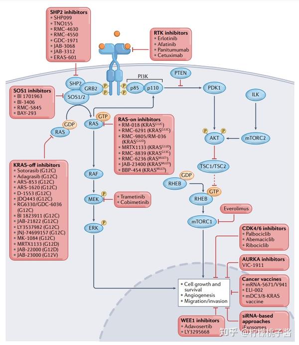 带你了解“成药艰难”的KRAS靶点！如今逆袭已成“明星”靶点！ - 知乎